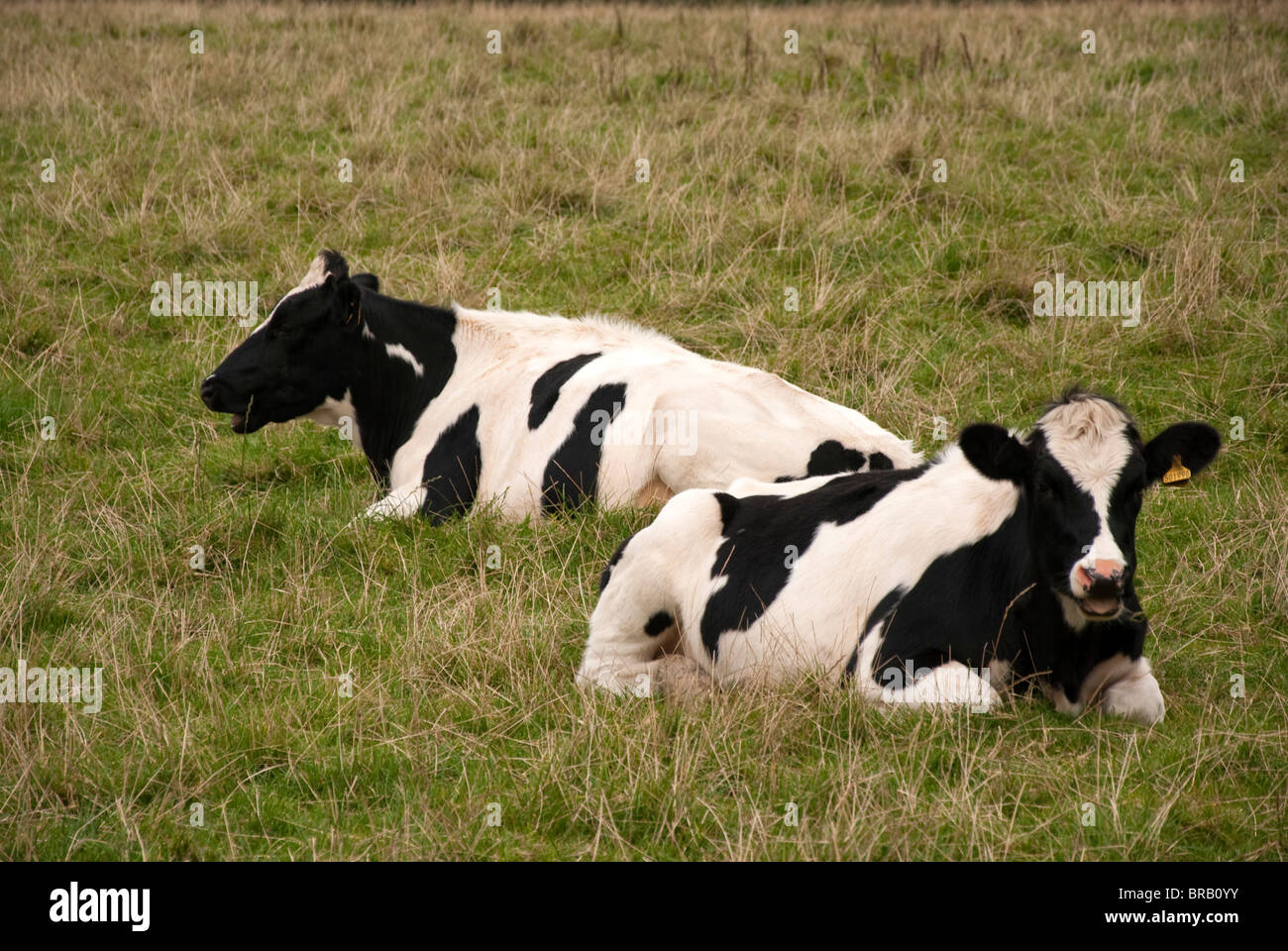 Pair of Black & White Cows Chewing the Cud Stock Photo - Alamy