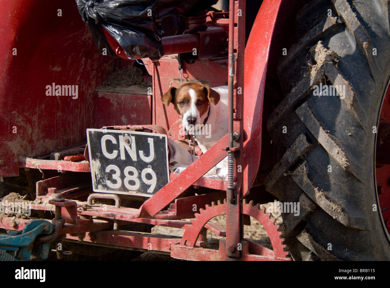 Dog sitting on tractor Stock Photo - Alamy