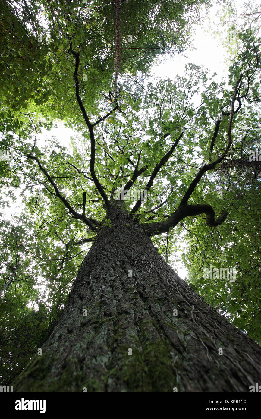 Irish oak tree hi-res stock photography and images - Alamy