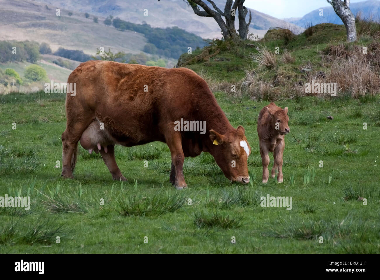 Female cow hi-res stock photography and images - Alamy