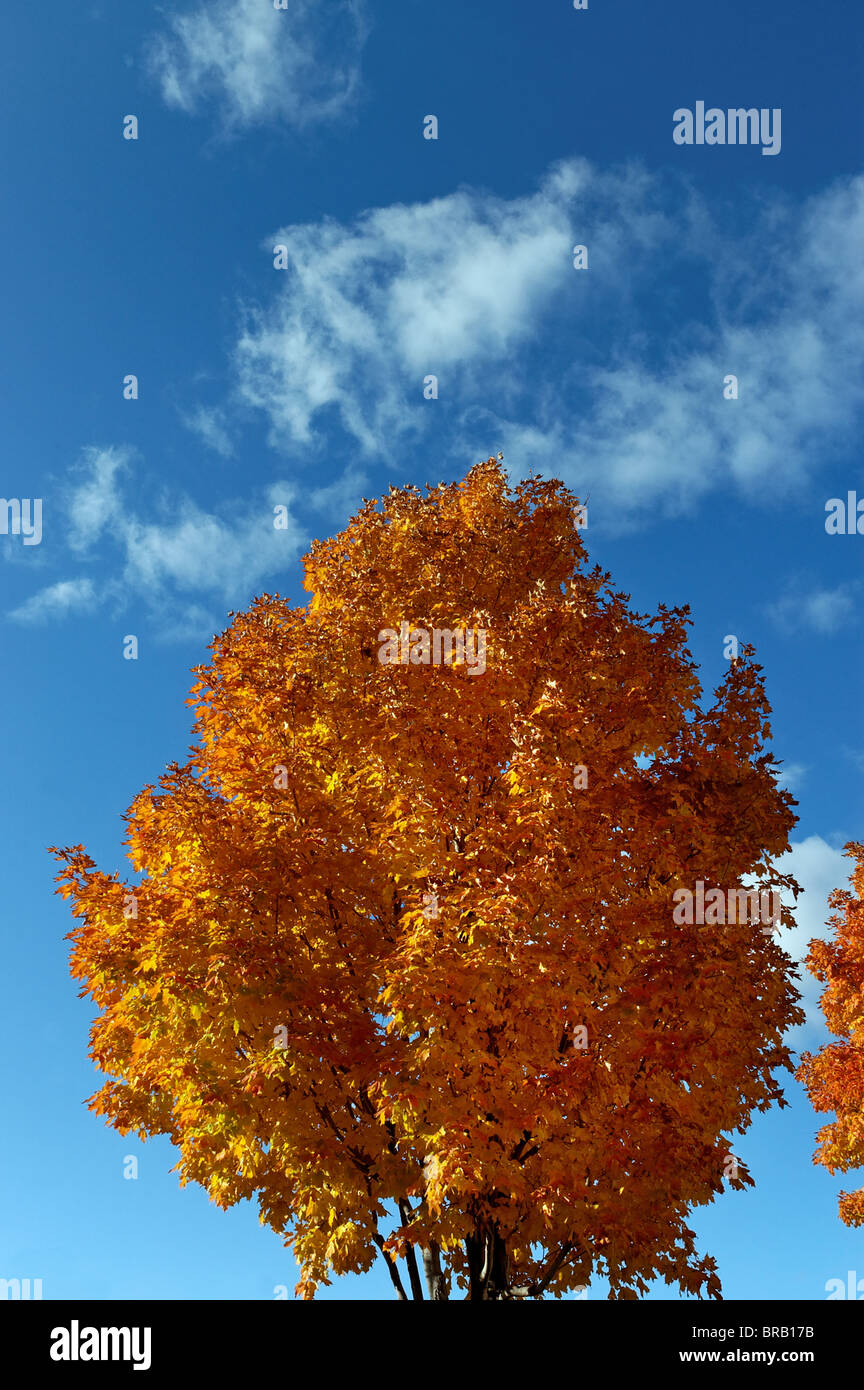 Canadian maple trees hi-res stock photography and images - Alamy