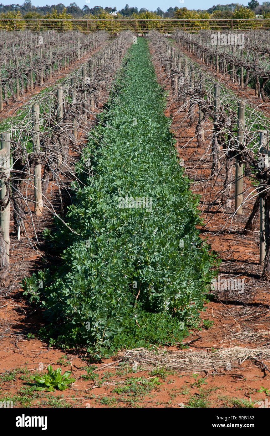 Rows of broad beans hi-res stock photography and images - Alamy