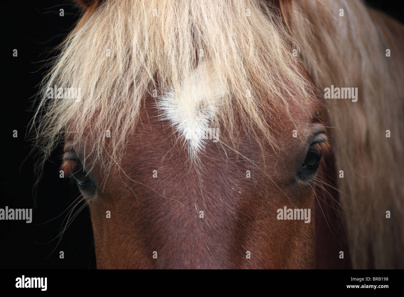 Close-up of a horses head Stock Photo - Alamy