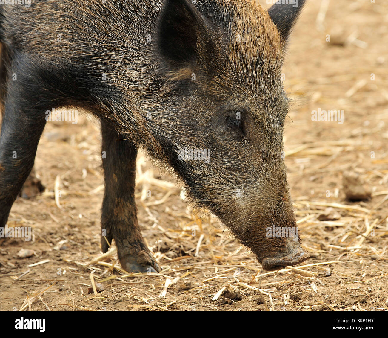 Wild boar head close up hi-res stock photography and images - Alamy