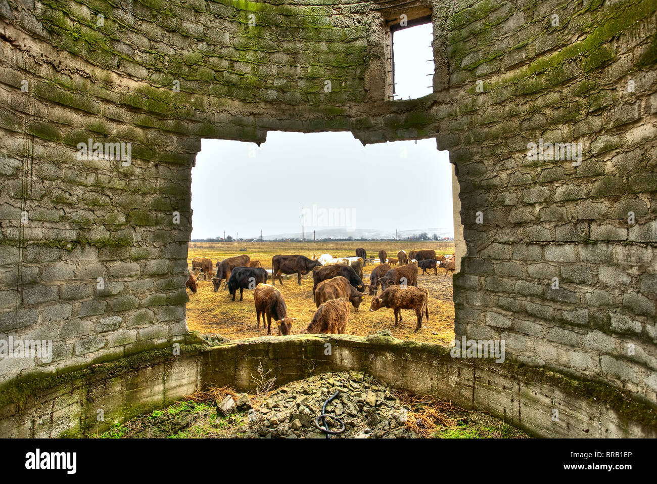 Herd of cows framed in the hole of a broken wall from a decrepit ...