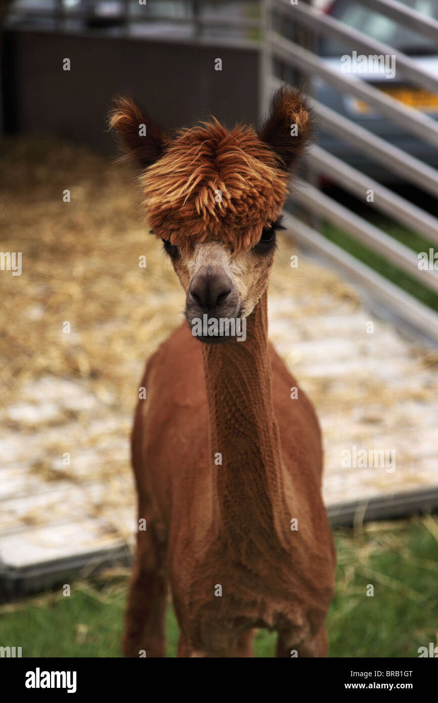 Close up of a brown shorn Alpaca at the Royal Bath & West Show ...