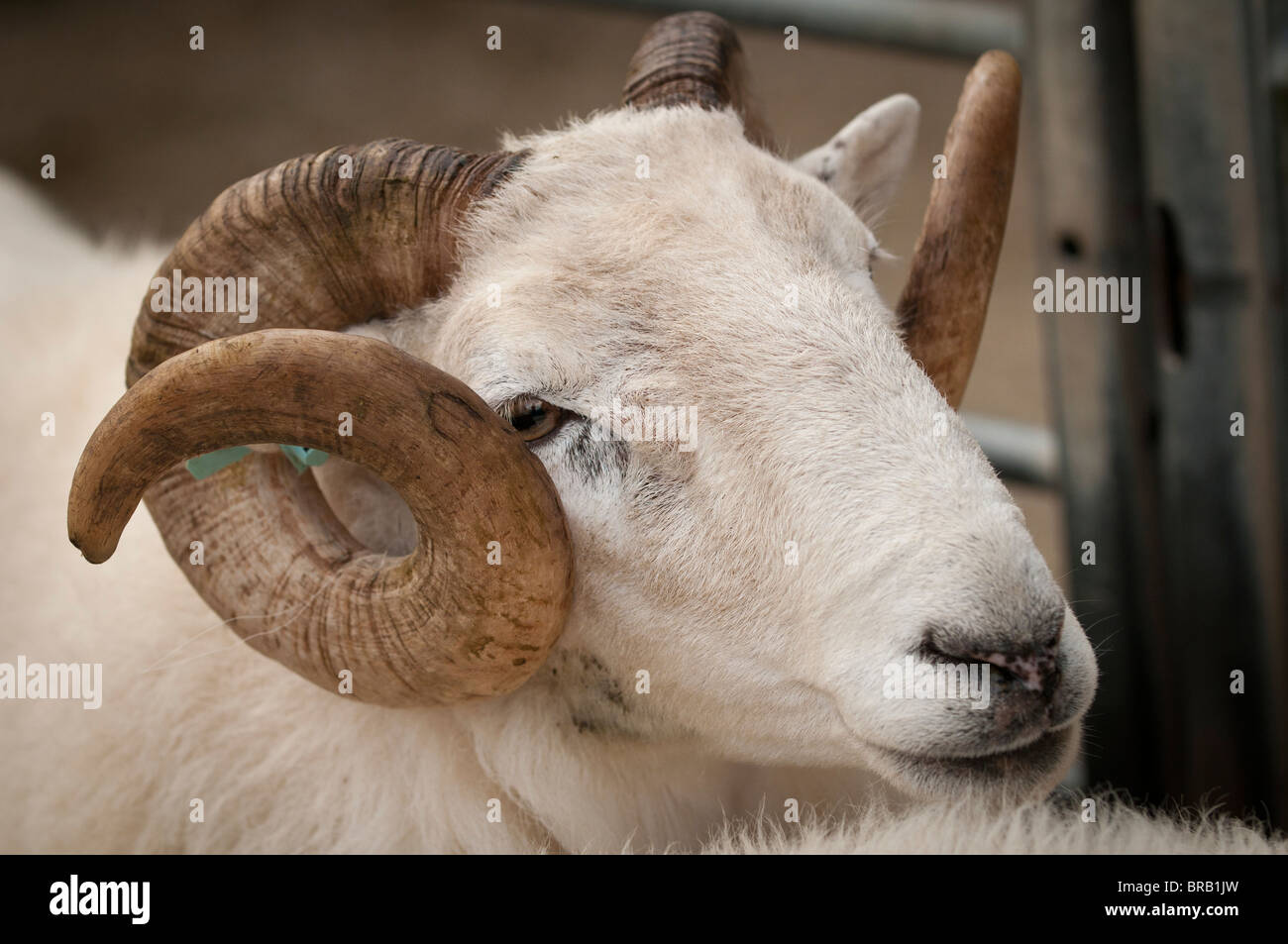 Welsh mountain ram on a farm in mid wales Stock Photo - Alamy