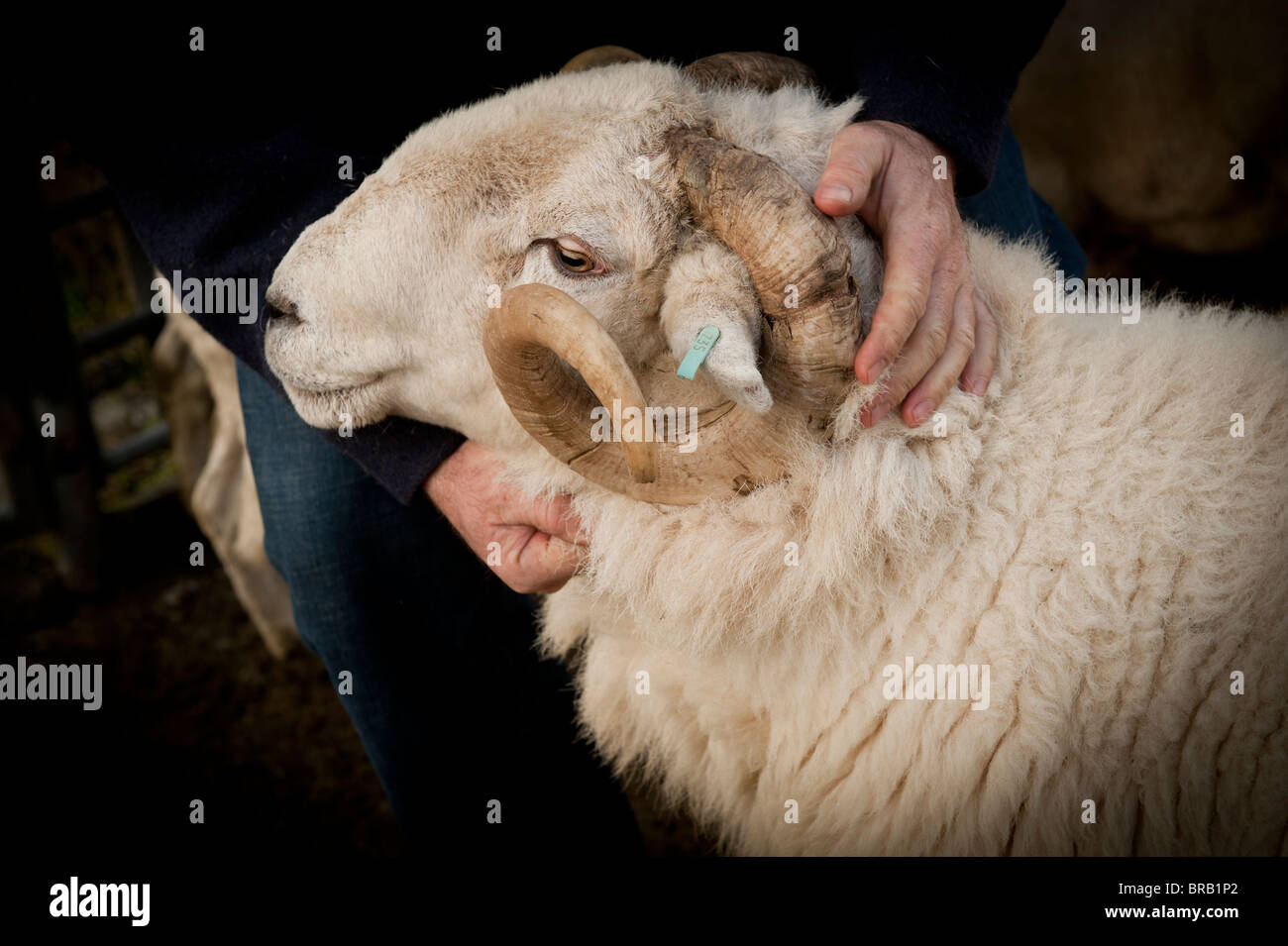 Welsh mountain sheep ram hi-res stock photography and images - Alamy