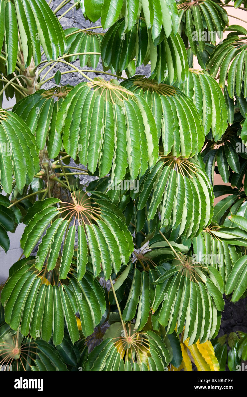 Actinophylla hi-res stock photography and images - Alamy