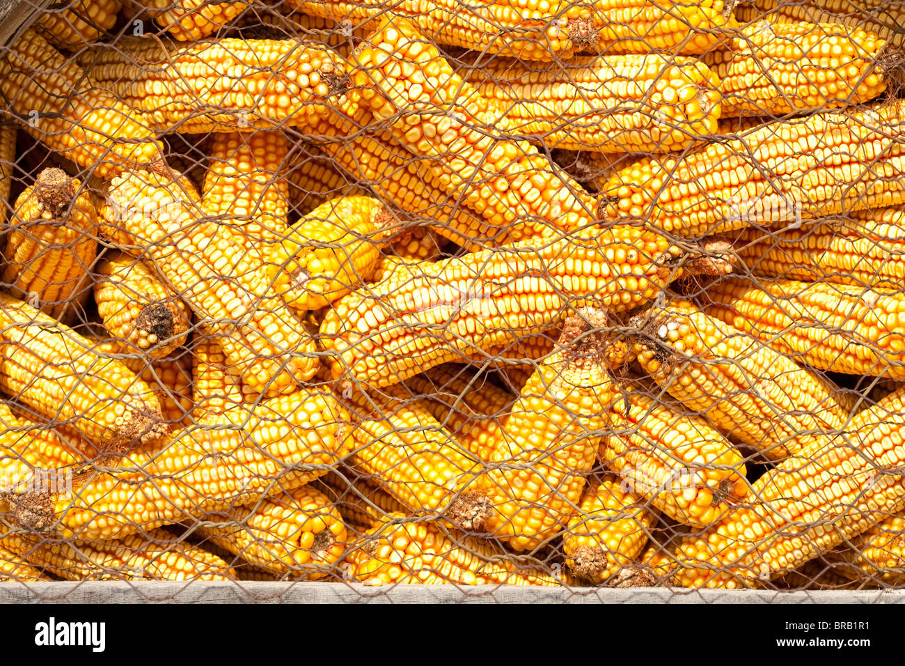 Image of a pile of golden raw corn in a barn Stock Photo - Alamy