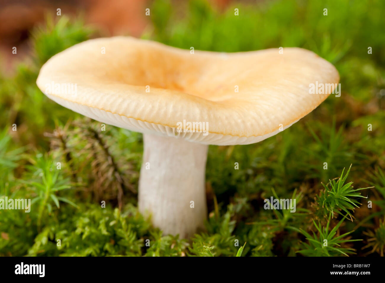 Clouded Argaric Mushroom (Clitocybe nebularis Stock Photo - Alamy