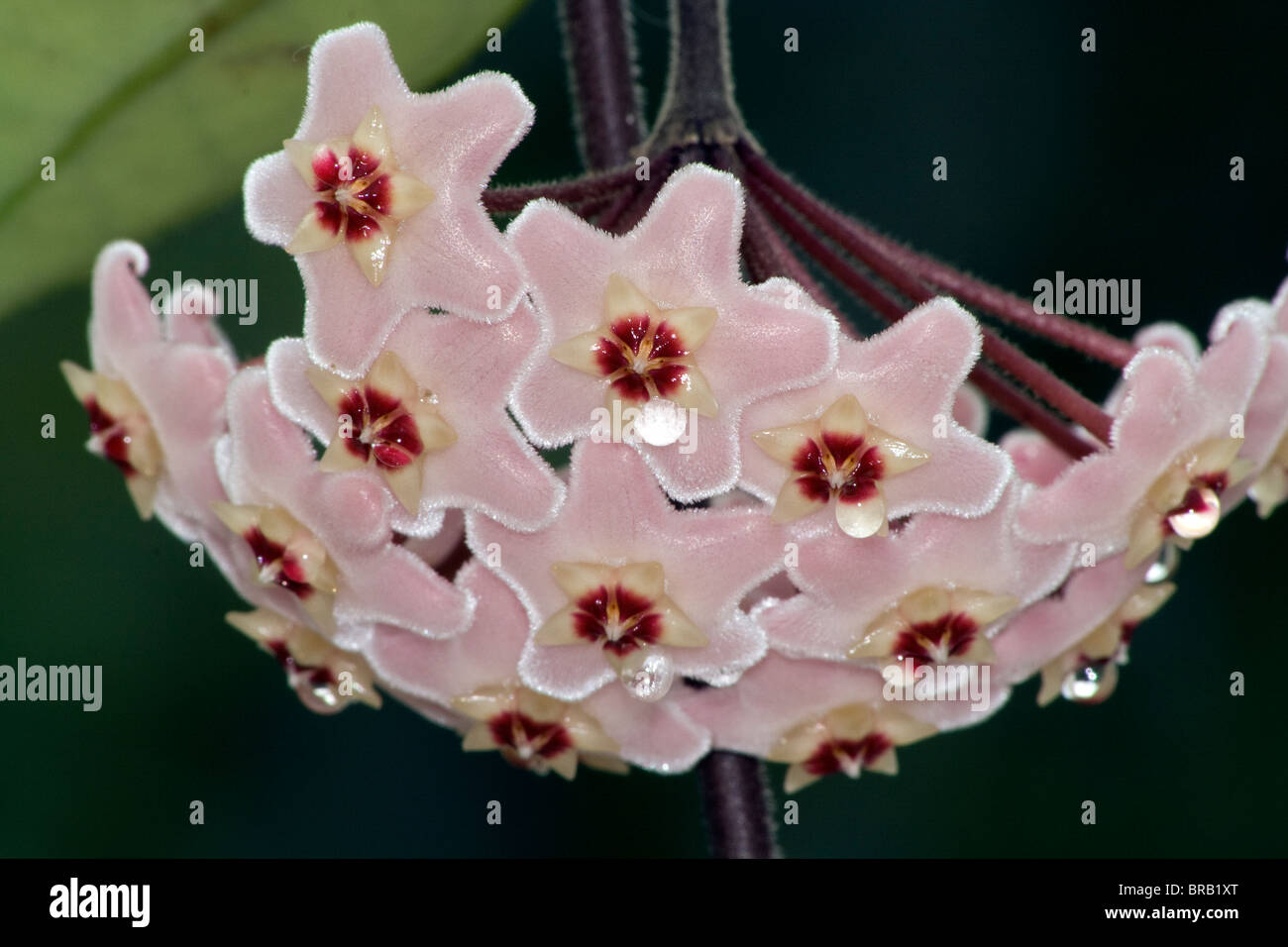 Flowers of Hoya carnosa, the wax plant Stock Photo - Alamy