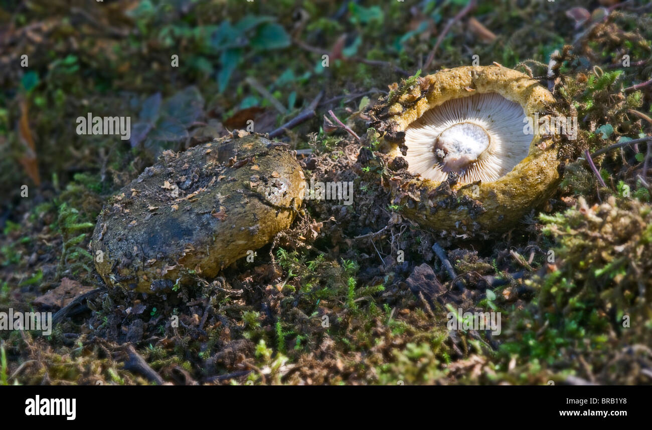 Ugly milk cap hi-res stock photography and images - Alamy