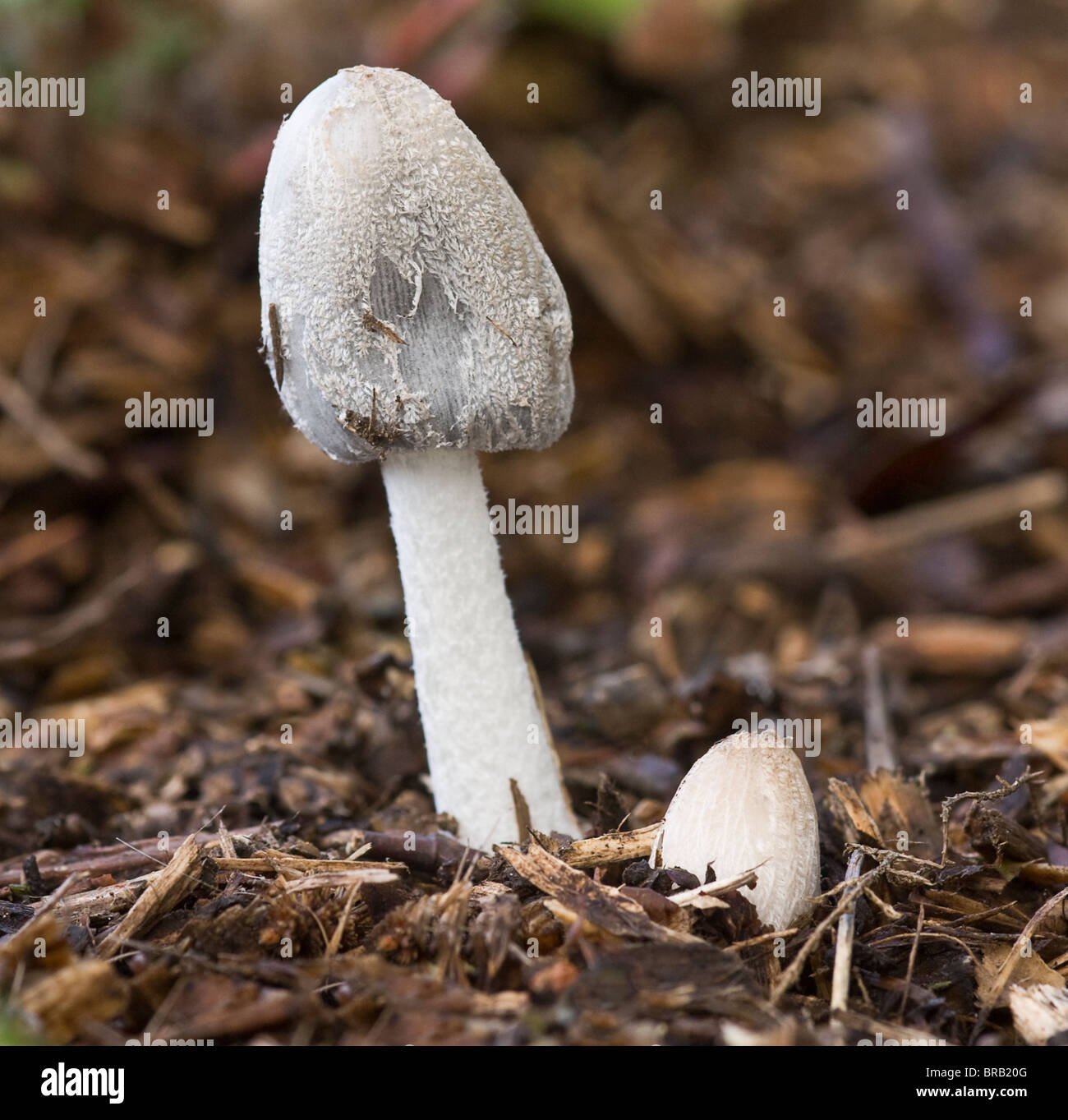 Coprinus lagopus (also known as "Hare's Foot Inkcap" and "Hasen ...