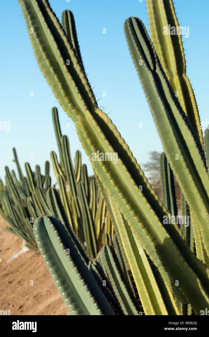 Hedge cactus hi-res stock photography and images - Alamy