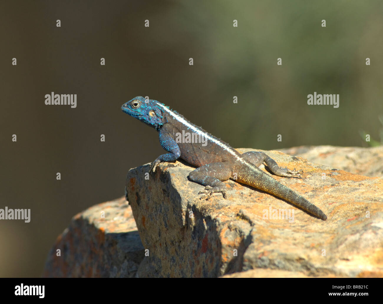 Southern Rock Agama Lizard Agama atra Namaqualand Northern Cape South ...
