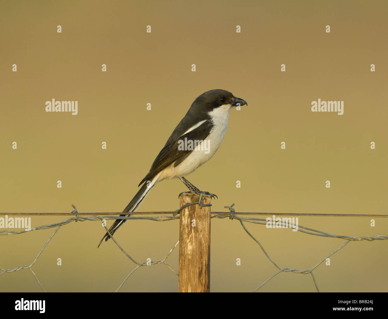 Common african birds hi-res stock photography and images - Alamy