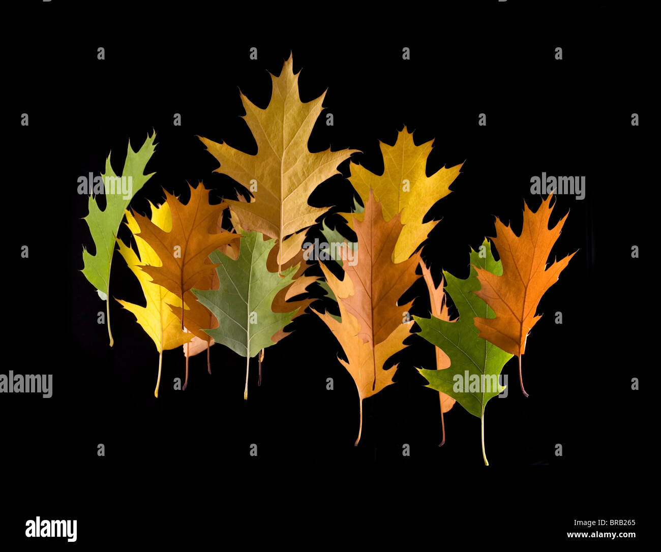 Colored fall autumn oak leaves hi-res stock photography and images - Alamy
