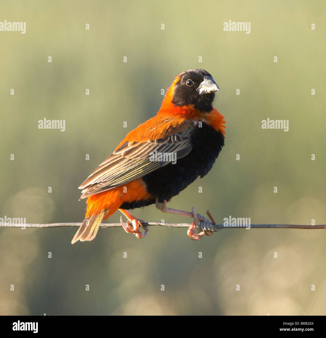 Cape bishop bird hi-res stock photography and images - Alamy
