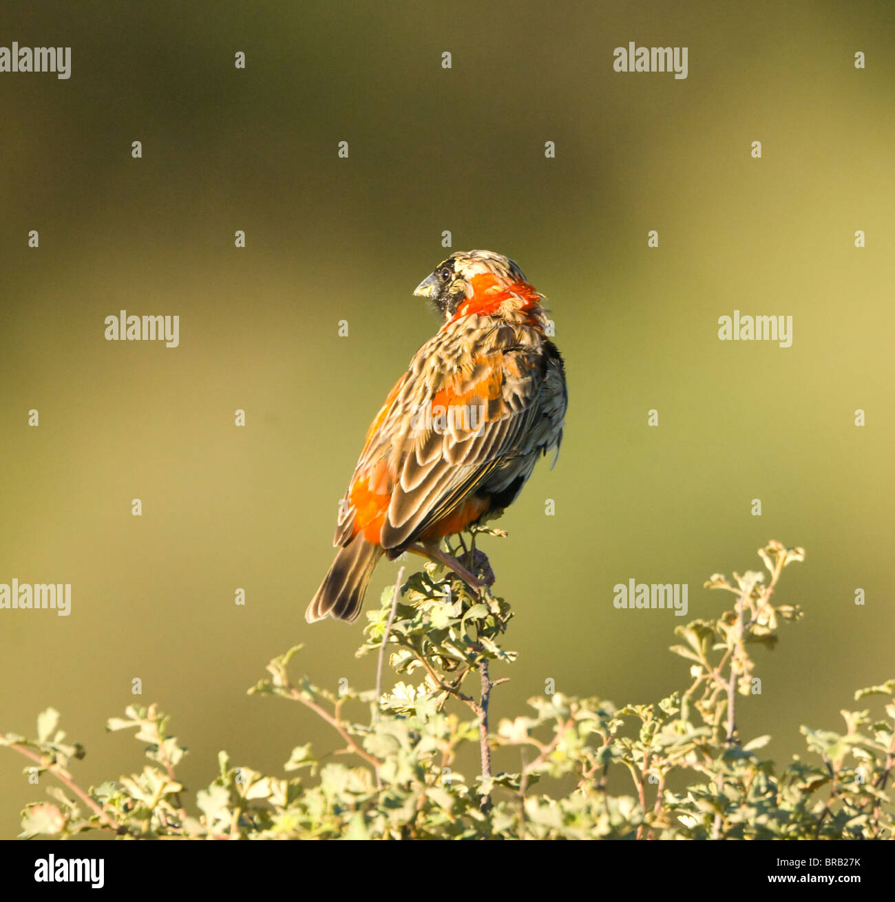 Female Southern Red Bishop Euplectes orix Cederberg Mountains ...