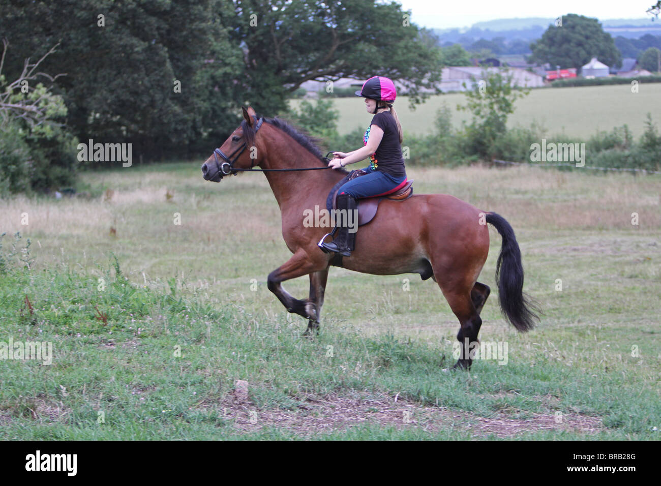 A teenage girl riding a beautiful bay Welsh Cob Stock Photo - Alamy