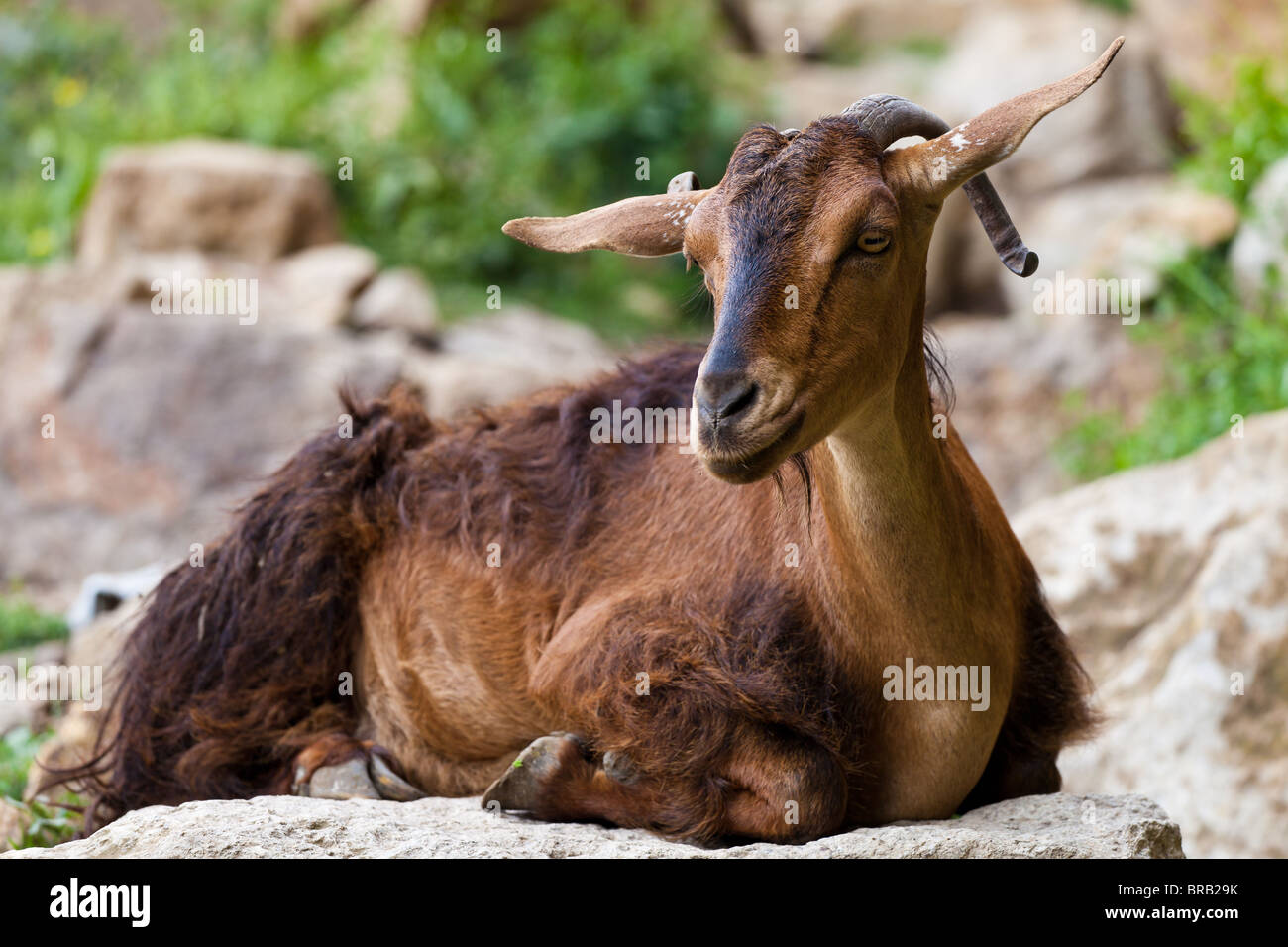 Arab goat hi-res stock photography and images - Alamy
