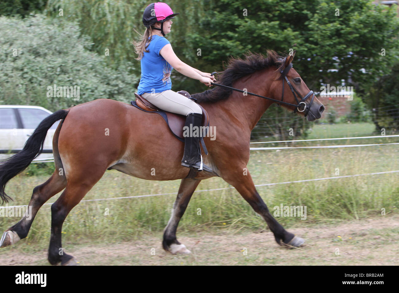 A teenage girl riding a beautiful bay Welsh Cob Stock Photo - Alamy