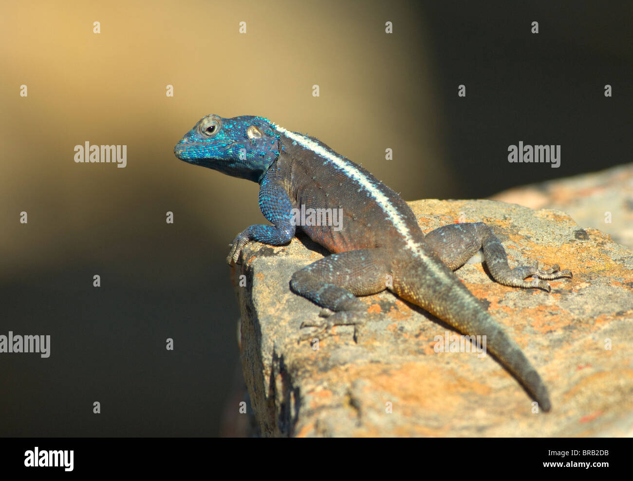 Agama atra atra hi-res stock photography and images - Alamy