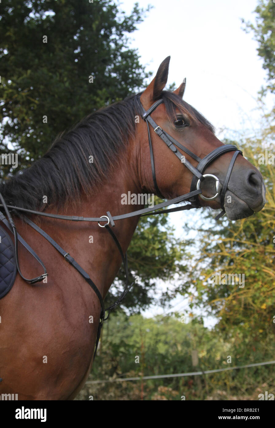 Head of a beautiful bay Welsh Cob Stock Photo - Alamy