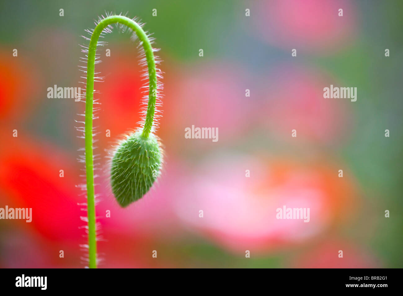 The Bud Of A Wildflower In Columbia River Gorge National Scenic Area ...