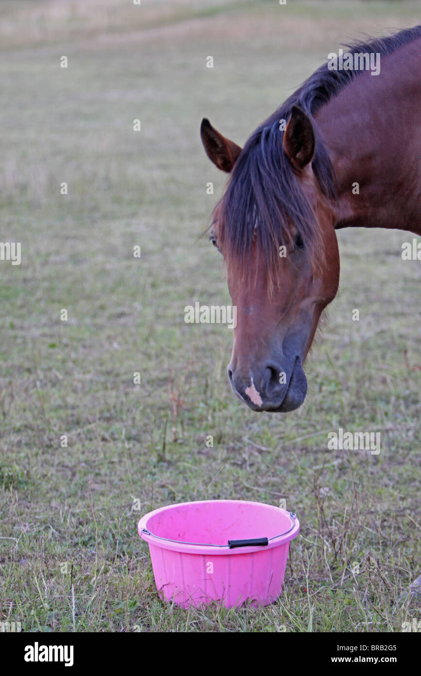 A beautiful bay Welsh Cob eating out of a bucket Stock Photo - Alamy