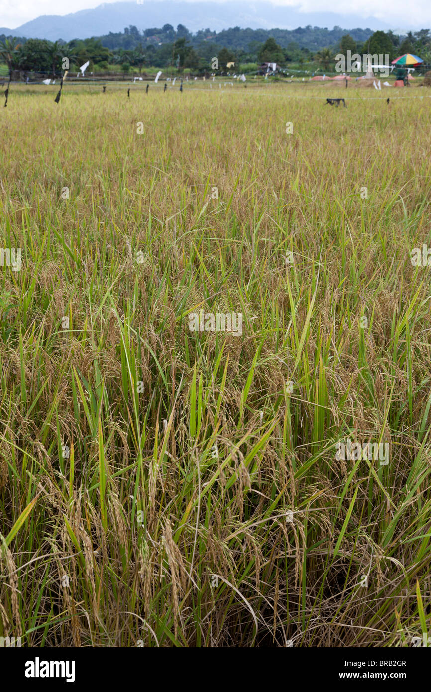 Paddy field borneo hi-res stock photography and images - Alamy