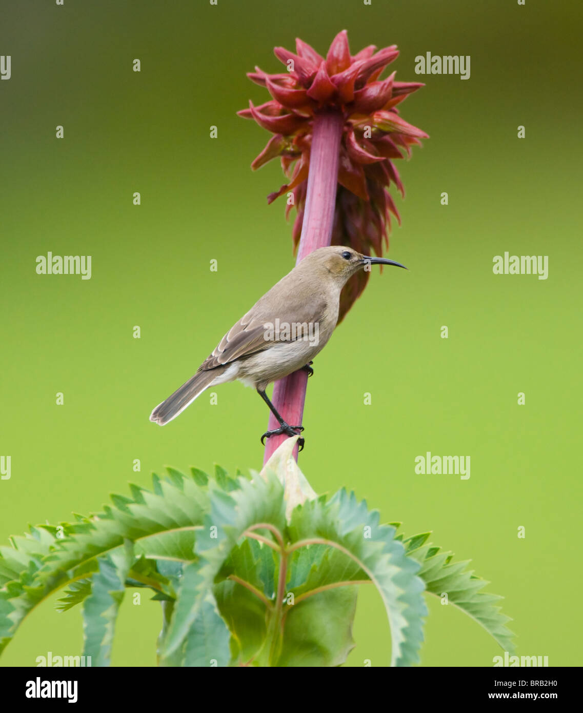 Female Southern Lesser Double-Collared Sunbird Cinnyris chalybeus Stock ...