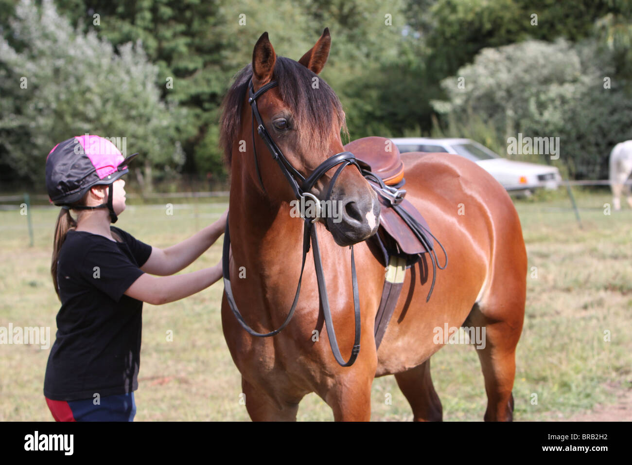 A teenage girl checking the girth of a beautiful bay Welsh Cob Stock ...