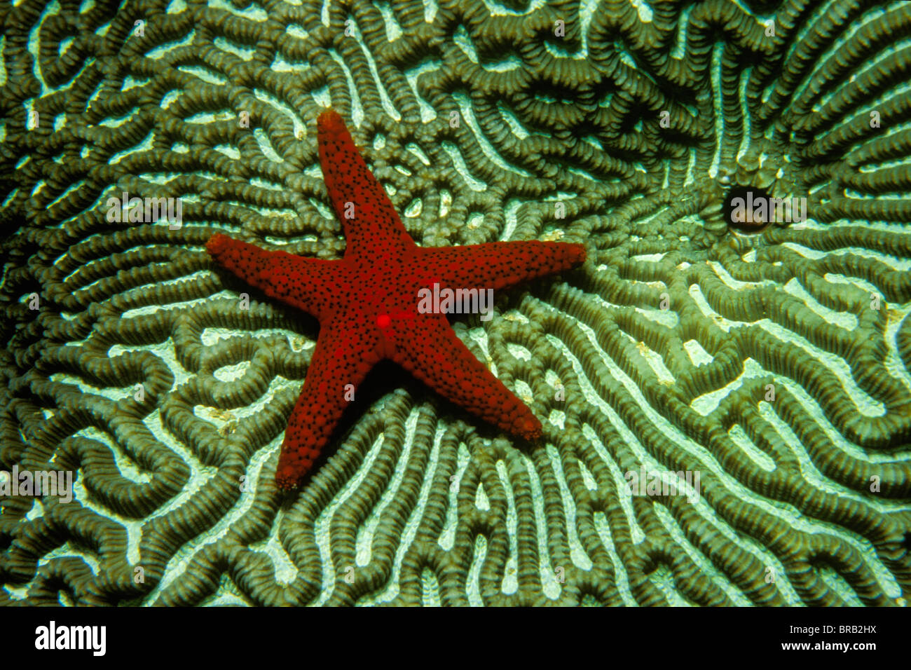 Sea star, Fromia sp., Fiji, Pacific Ocean Stock Photo - Alamy