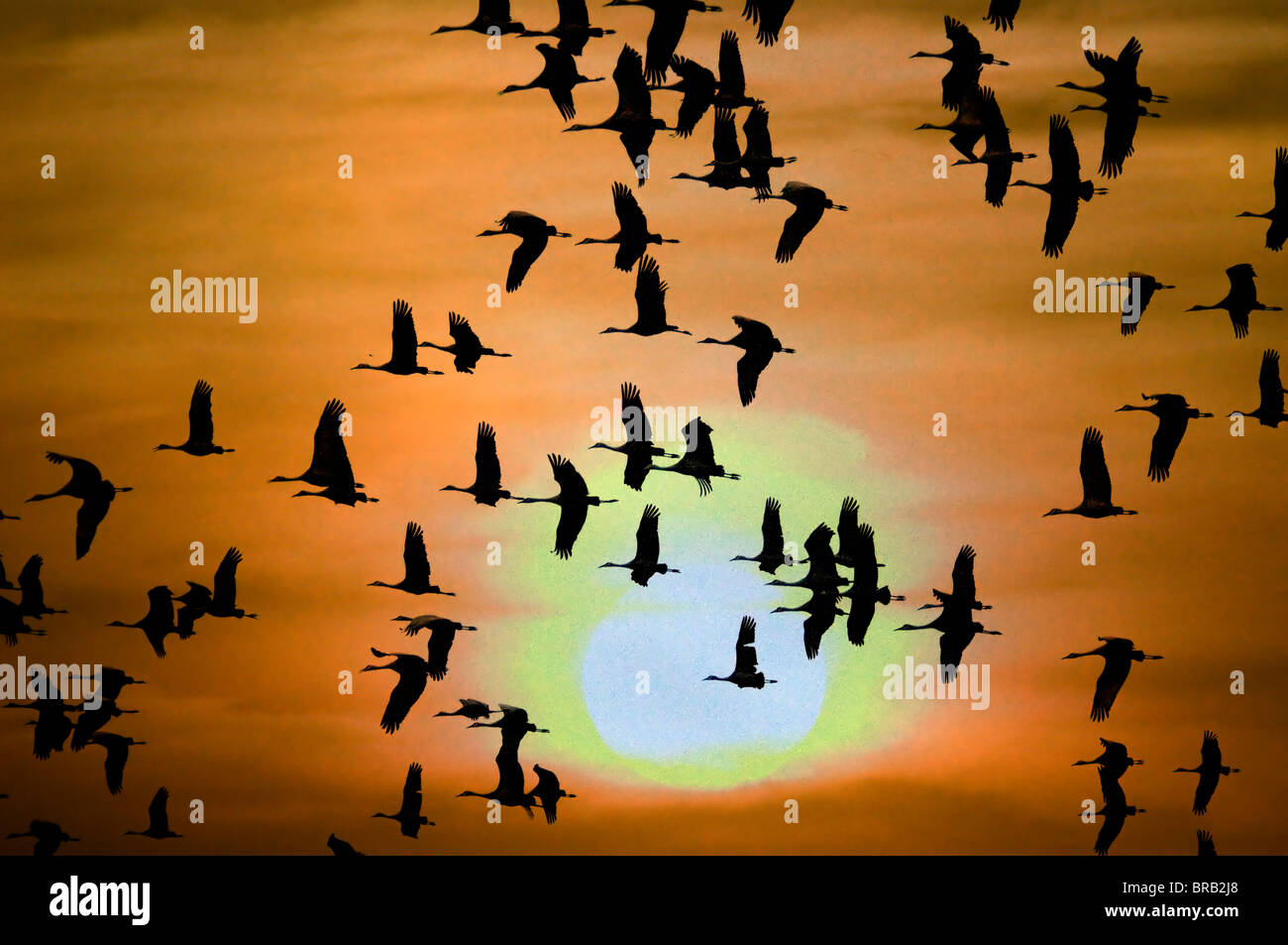 sandhill crane migration-grus canadensis-along platte river-nebraska ...