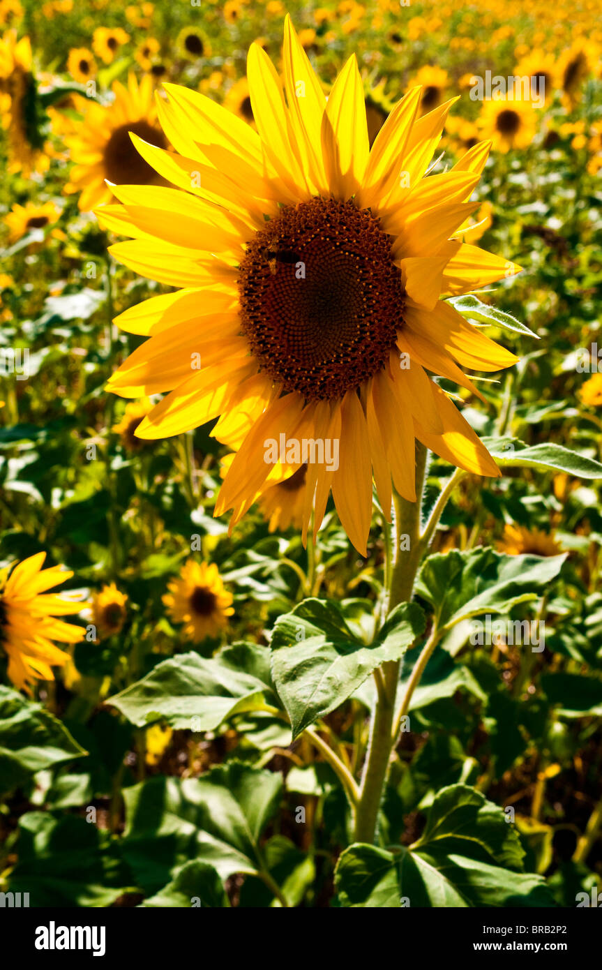 Miniature sunflower hi-res stock photography and images - Alamy