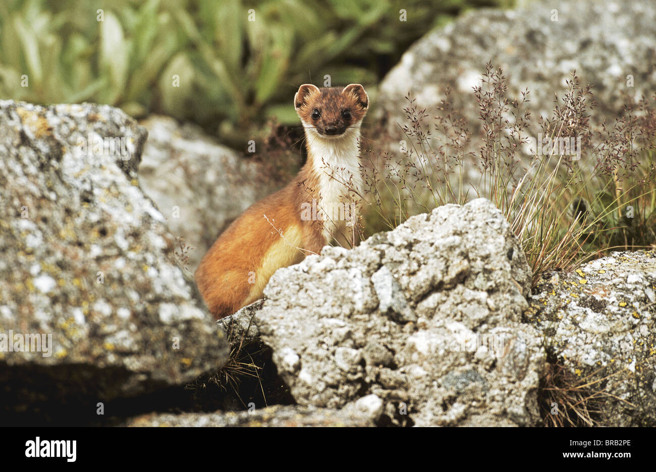 Stoat - sitting on a stone / Mustela erminea Stock Photo - Alamy