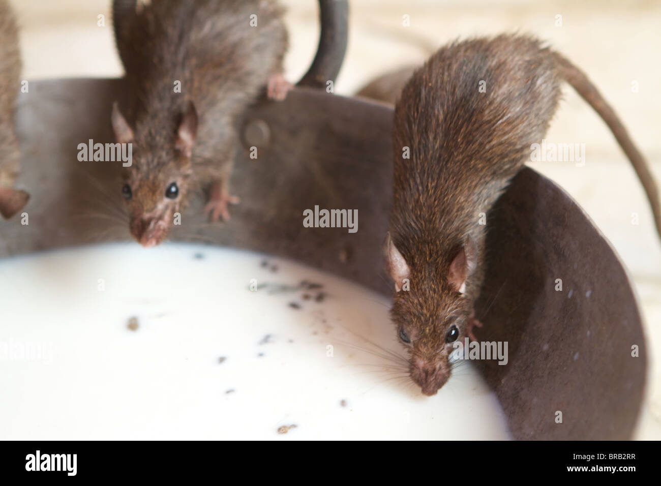 rats drinking milk in the karni mata temple Stock Photo - Alamy