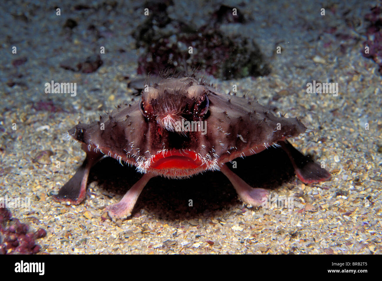 Red-lipped batfish, Ogcocephalus darwini, Cocos Island, Pacific Ocean ...