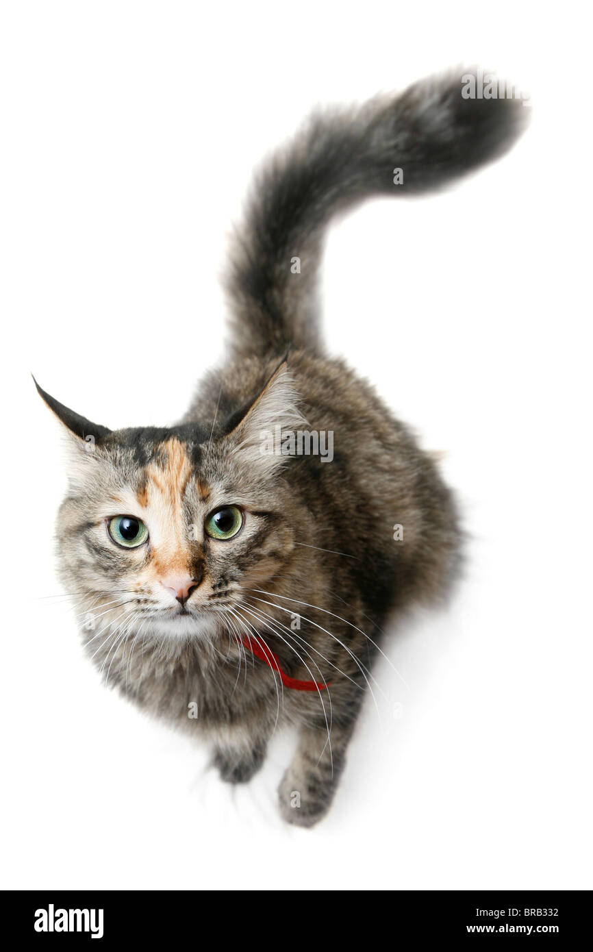 Cute cat over white looking up towards viewer Stock Photo - Alamy