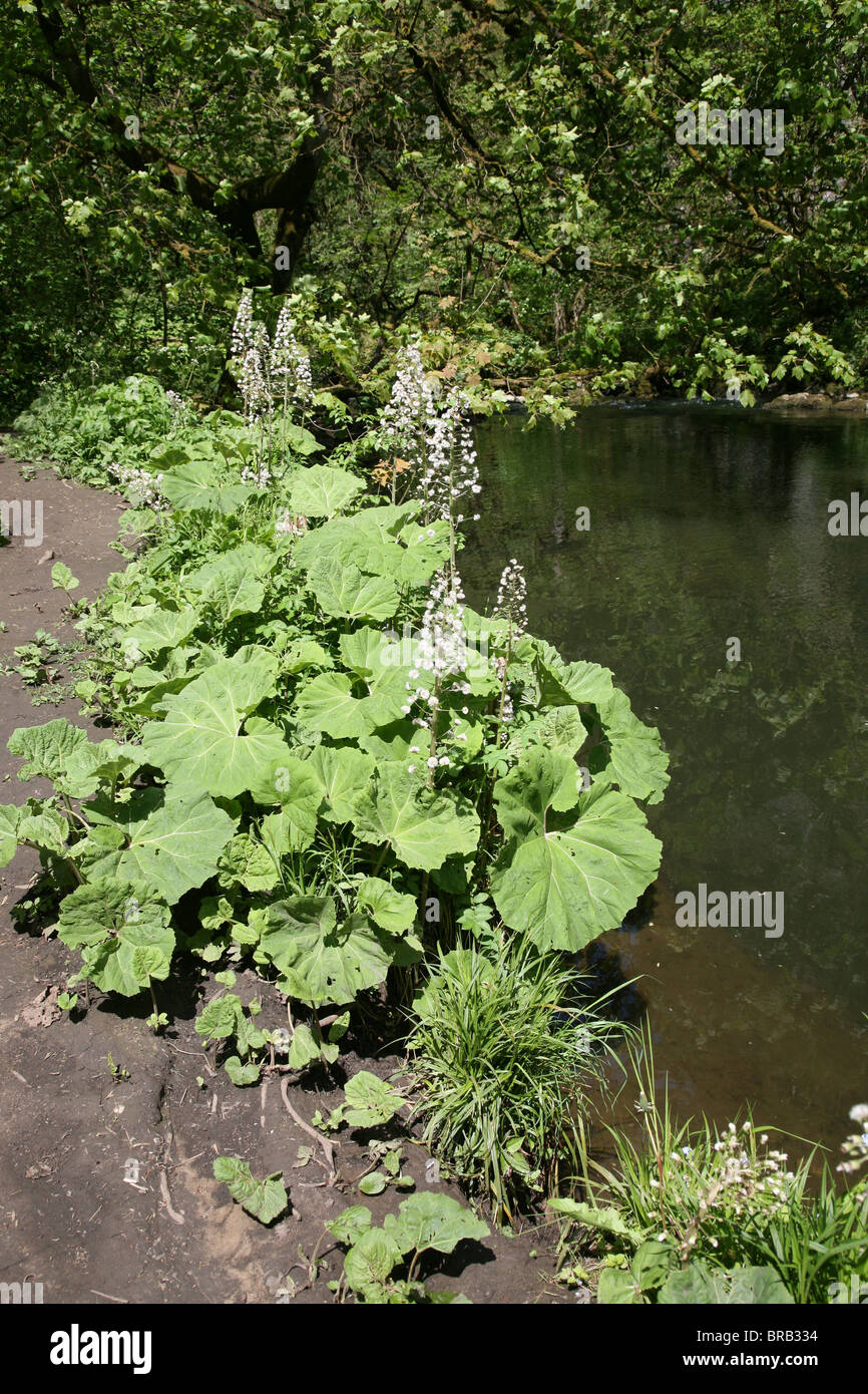 Petasites Hybridus High Resolution Stock Photography and Images - Alamy