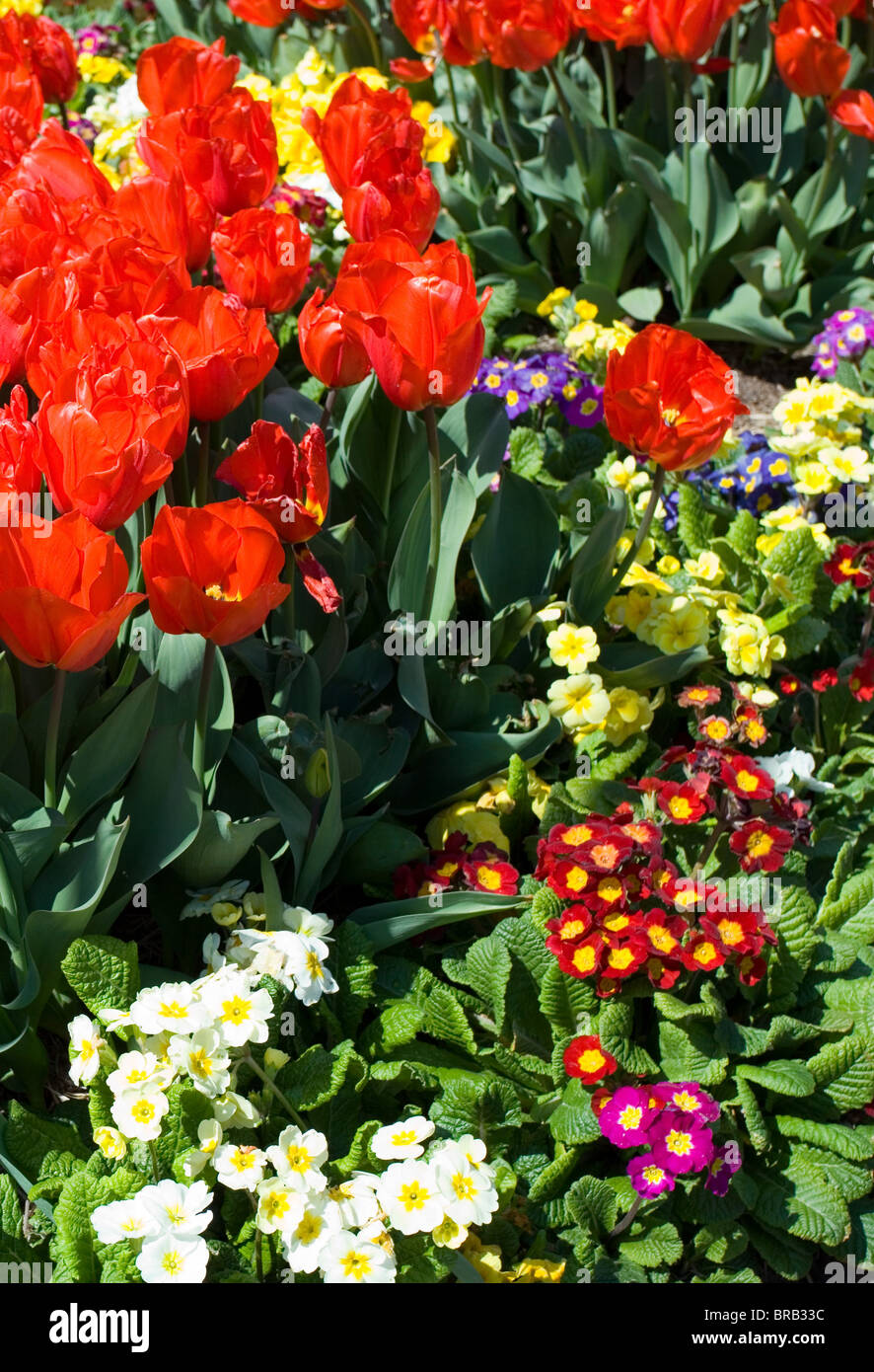Bowral tulip festival hi-res stock photography and images - Alamy