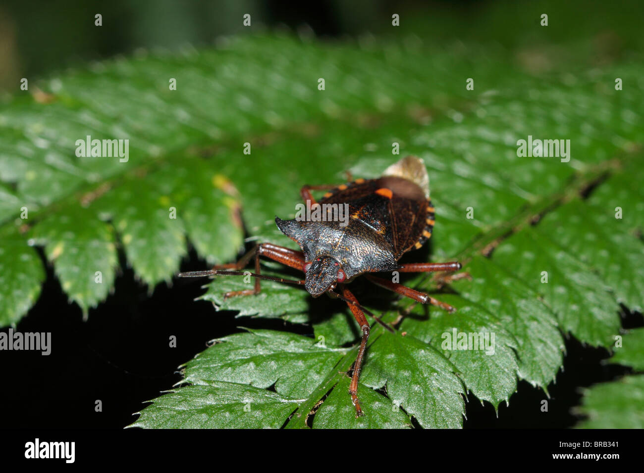 Forest Shield Bug Stock Photo - Alamy