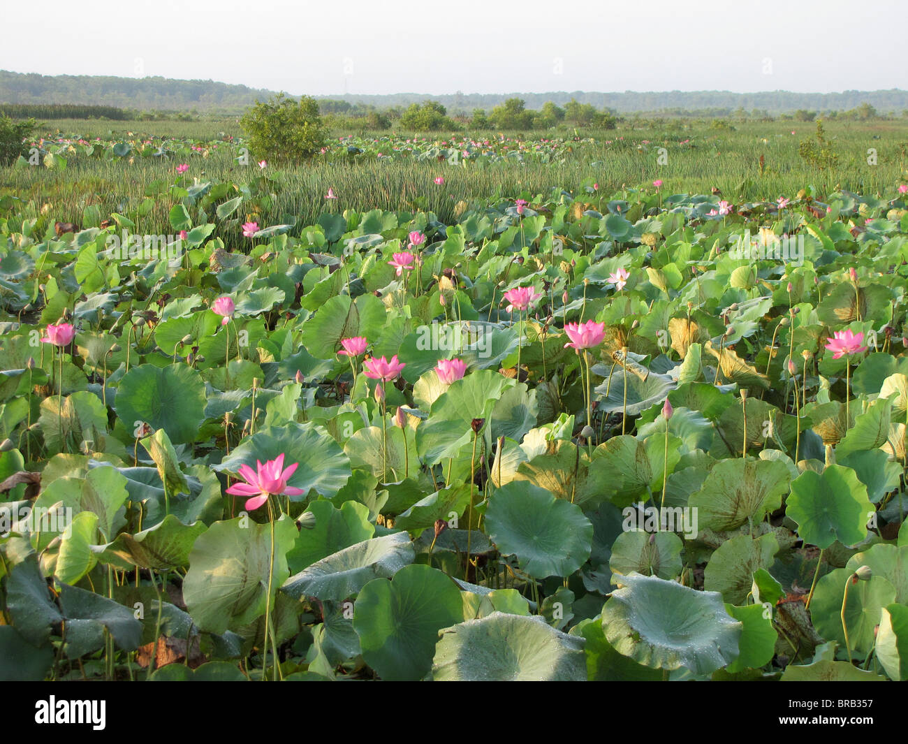 Pink water lilies rising from the lake surface at Fogg Dam Conservation ...