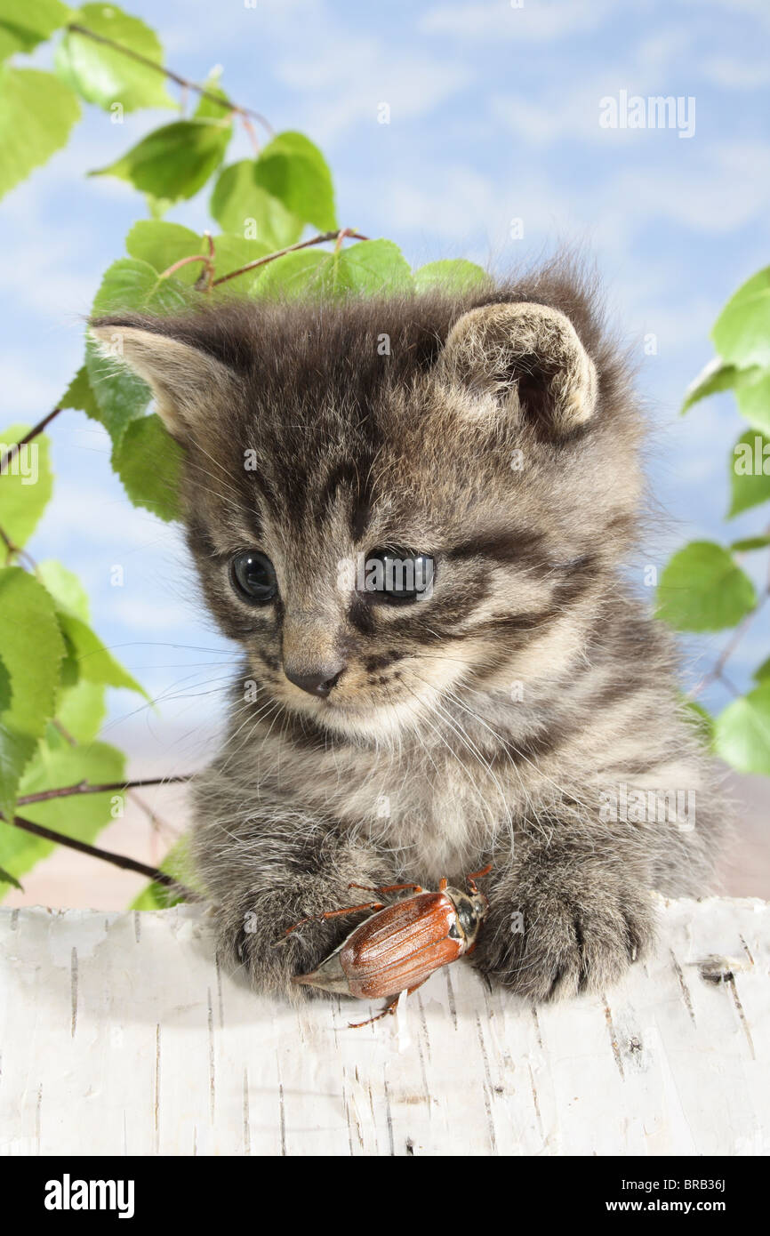 Netherland dwarf rabbit playing hi-res stock photography and images - Alamy