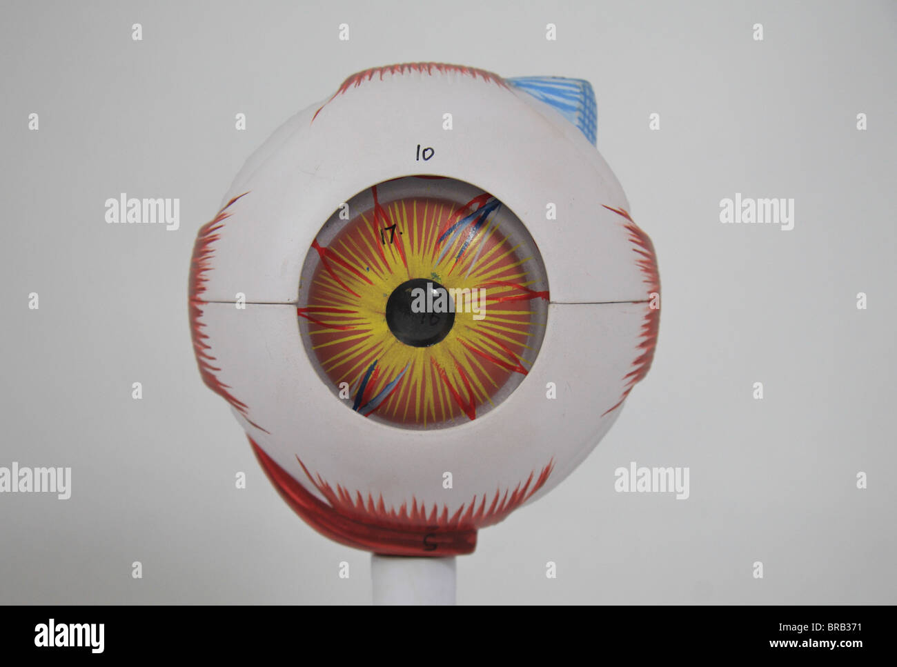 A model eyeball as used in a British secondary school Stock Photo - Alamy