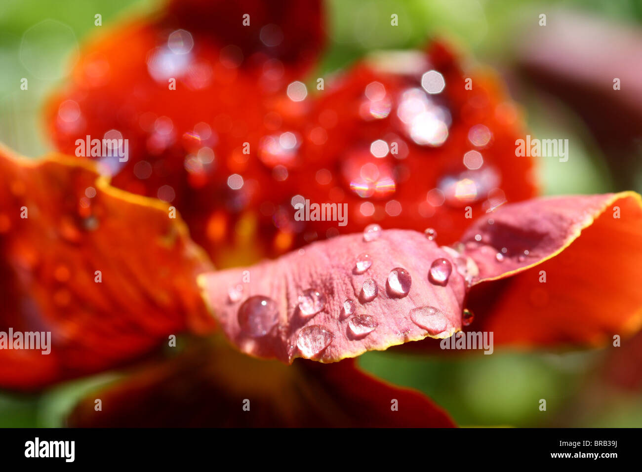 Wet flower after rain storm hi-res stock photography and images - Alamy