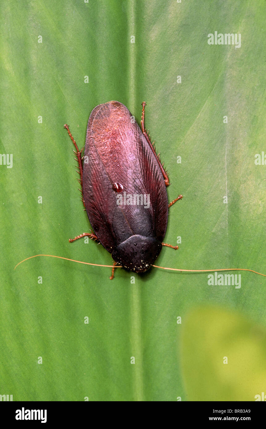 Jungle Cockroach on a leaf / Pseudophorarpsis nebulosa Stock Photo - Alamy