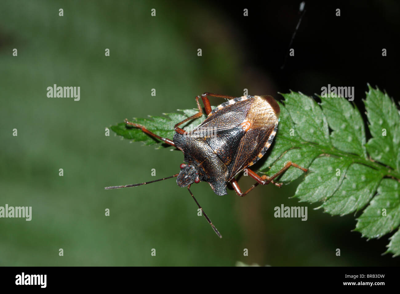 Forest Shield Bug Stock Photo - Alamy